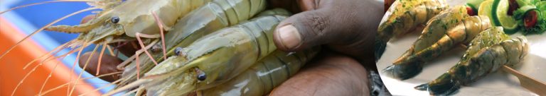 HS Codes – MPEDA EXPORTERS