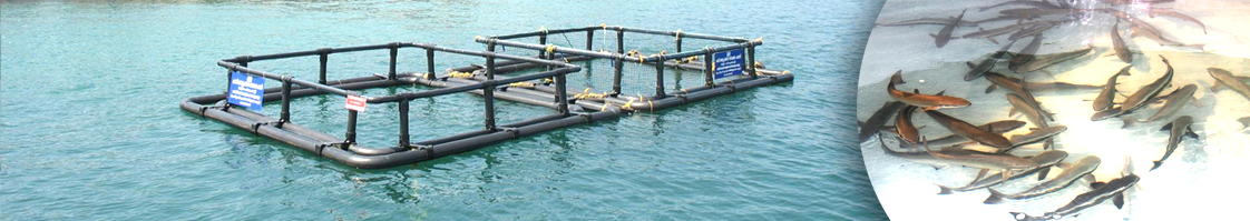 COBIA – MPEDA FARMERS