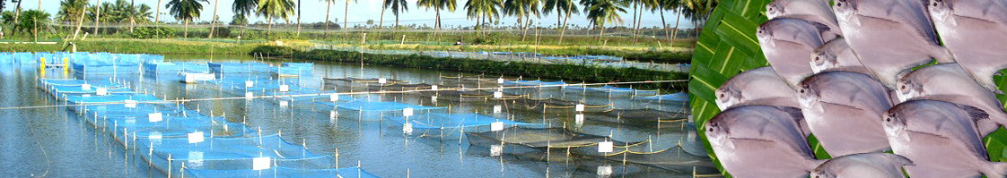 SHAPHARI – MPEDA FARMERS