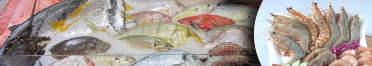 Important Species – MPEDA FISHERS