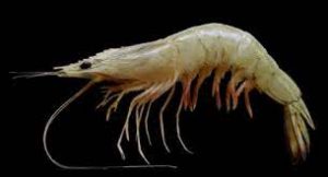 Important Species – MPEDA FISHERS