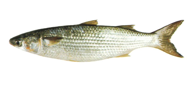 Important Species – MPEDA FISHERS