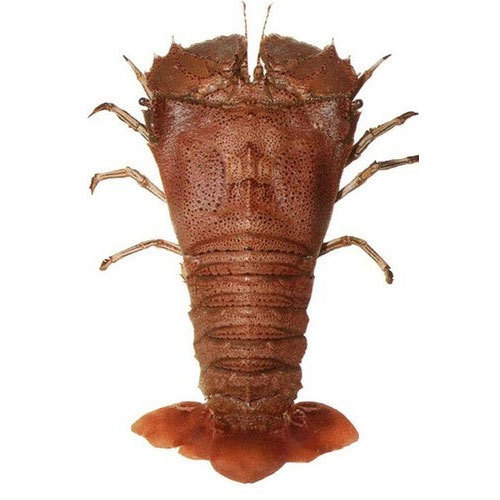 Important Species – MPEDA FISHERS