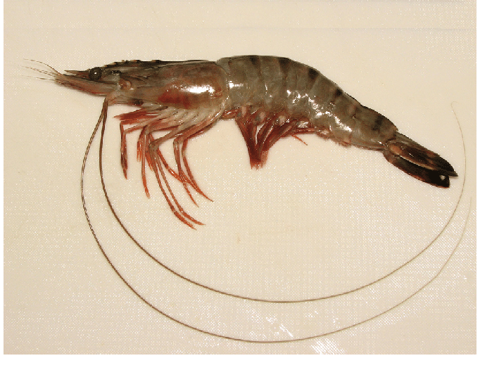 Important Species – MPEDA FISHERS