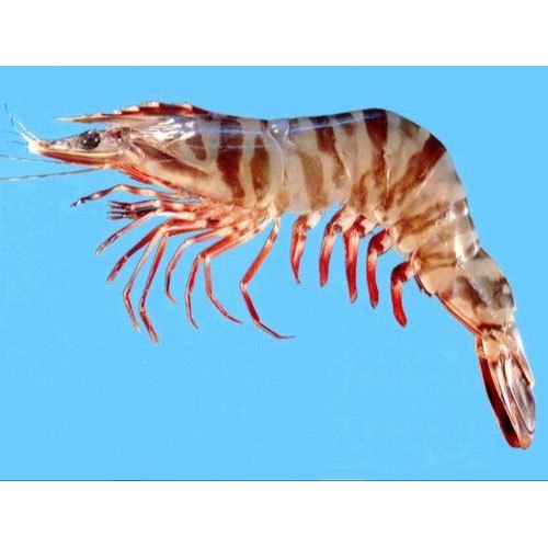 Important Species – MPEDA FISHERS