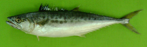 Important Species – MPEDA FISHERS