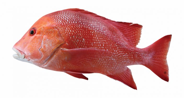 Important Species – MPEDA FISHERS