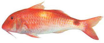 Important Species – MPEDA FISHERS