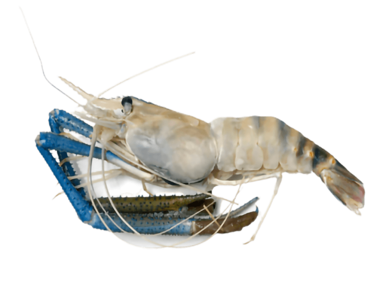 Important Species – MPEDA FISHERS