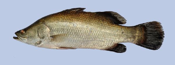 Important Species – MPEDA FISHERS