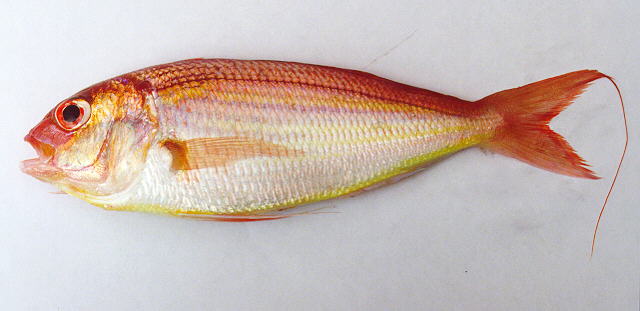 Important Species – MPEDA FISHERS