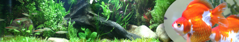 ORNAMENTAL FISHES IMPORTANT SPECIES – MPEDA