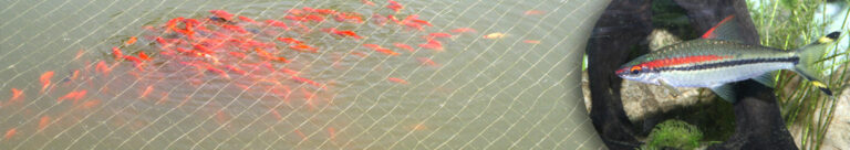 Ornamental Fish Exports – MPEDA