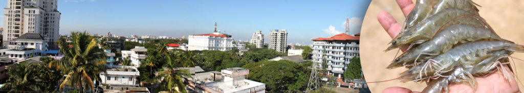 CONTACT US – MPEDA