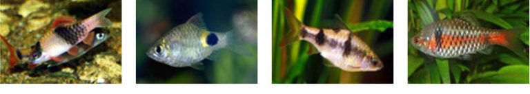 ORNAMENTAL FISHES IMPORTANT SPECIES – MPEDA