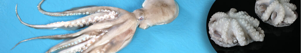 Octopus Products – MPEDA