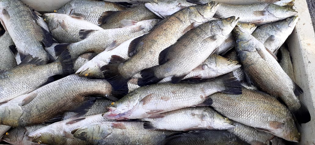 PRESS RELEASE 10 JUN 2021 – MPEDA